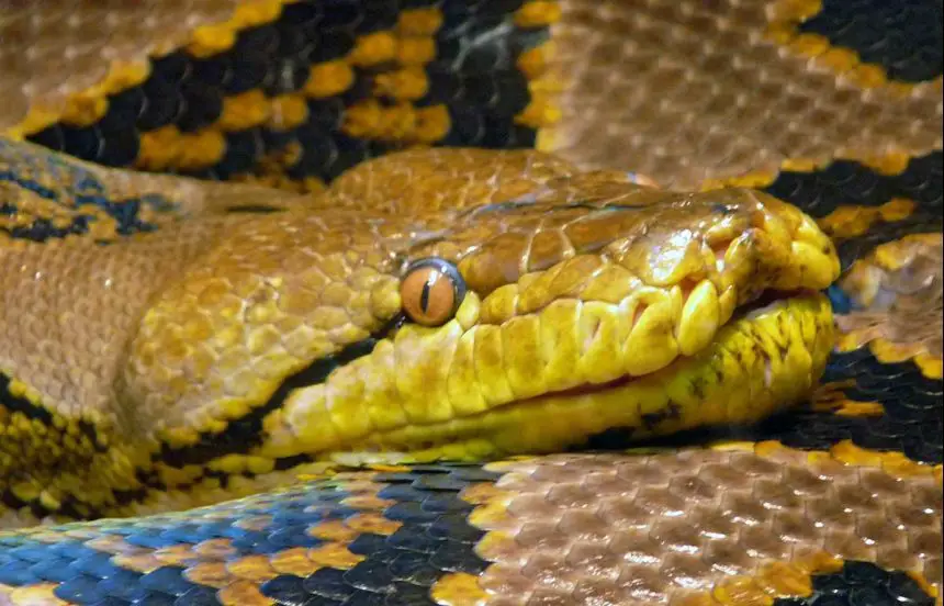 Reticulated Python | The Animal Facts