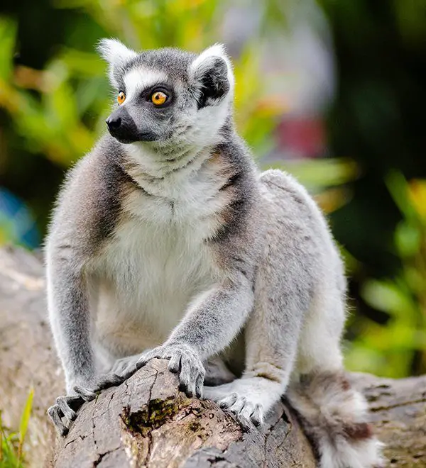 Primates | The Animal Facts | What makes them unique?