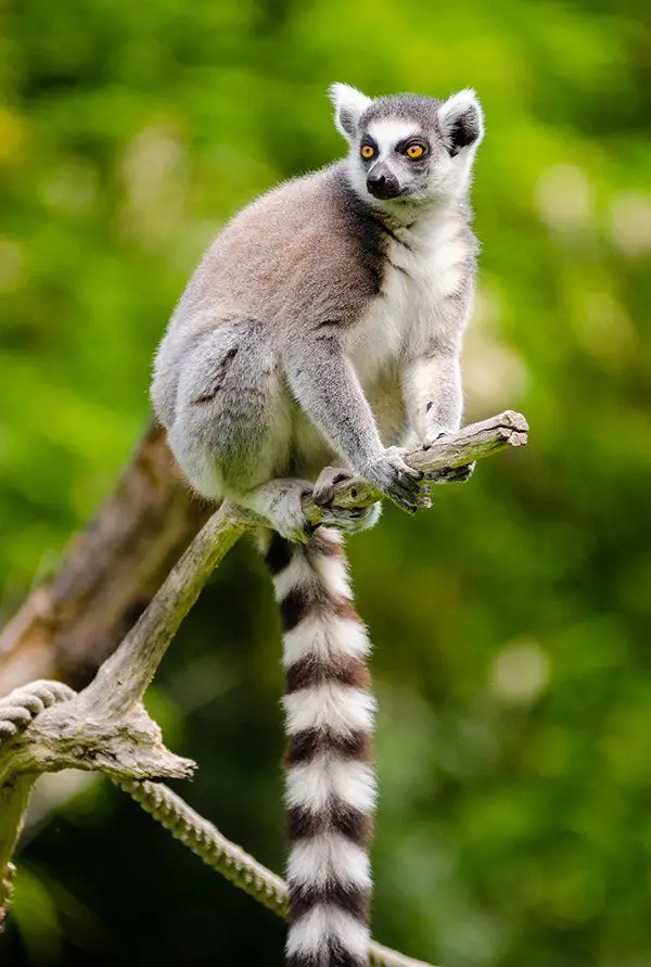 Ring-Tailed Lemur | The Animal Facts | Habitat, Appearance, Diet, Behavior