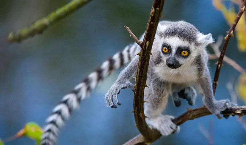 Lions and Lemurs Enjoy Halloween Fun at ZSL Whipsnade Zoo | The Animal ...
