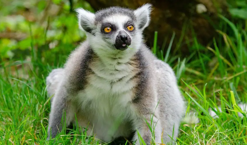 Potter Park Zoo Celebrate Birth of Ring-Tailed Lemur Infant
