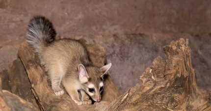 Ringtail | The Animal Facts | Appearance, Diet, Habitat, Behavior, Lifespan