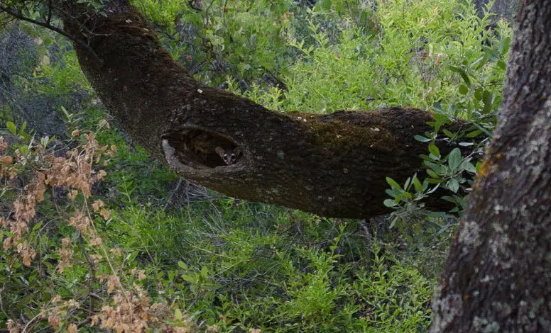 Ringtail | The Animal Facts | Appearance, Diet, Habitat, Behavior, Lifespan