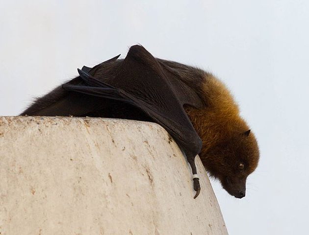 Ghost Bat | The Animal Facts | Appearance, Diet, Habitat, Lifespan, Range