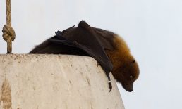 Rodrigues Fruit Bat | The Animal Facts | Appearance, Habitat, Diet