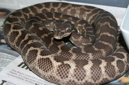 Rough-Scaled Python | The Animal Facts | Appearance, Diet, Habitat