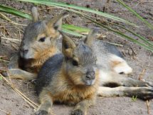 Mara | The Animal Facts