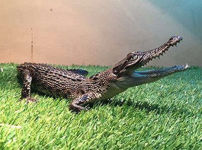 Crocodilians | The Animal Facts