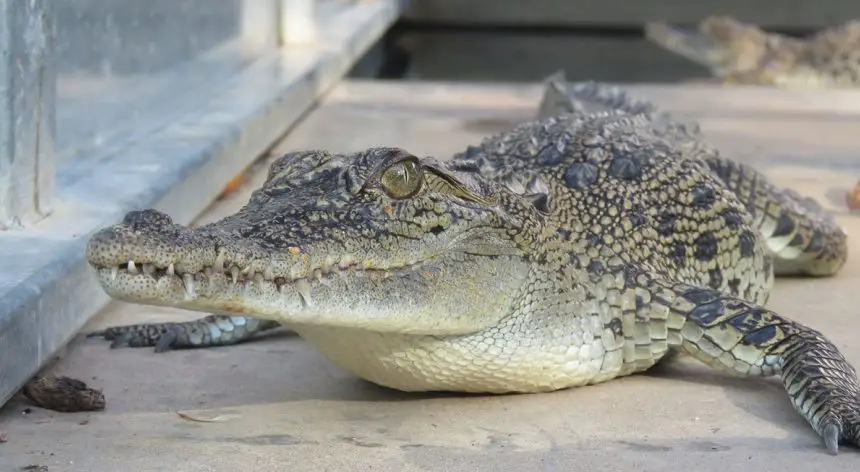 Saltwater Crocodile | The Animal Facts