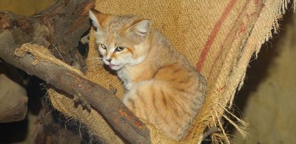 Sand Cat | The Animal Facts