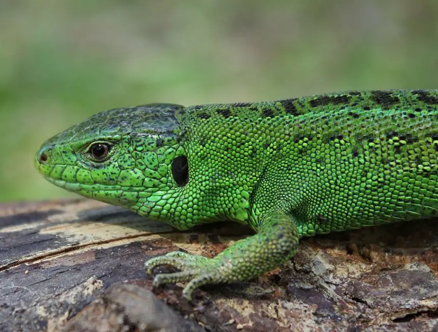 Atlantic Lizard | The Animal Facts | Appearance, Diet, Habitat, Behavior
