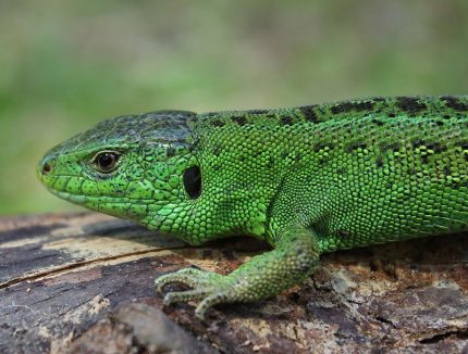 Atlantic Lizard | The Animal Facts | Appearance, Diet, Habitat, Behavior
