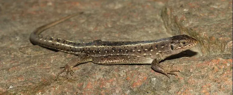 Sand Lizard - The Animal Facts - Appearance, Diet, Habitat, Lifespan