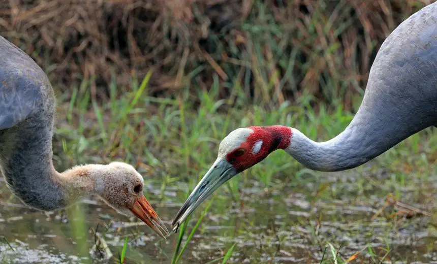 Sarus Crane | The Animal Facts | Appearance, Diet, Habitat, Behavior