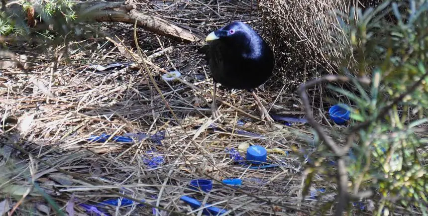 Satin Bowerbird | The Animal Facts | Appearance, Diet, Habitat, Behavior