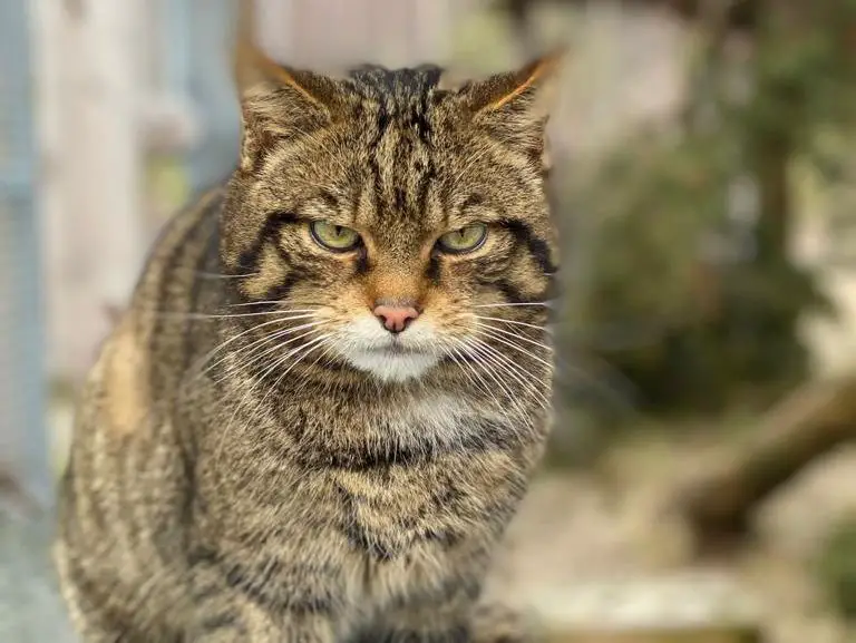 Endangered Scottish Wildcats Breed at Highland Wildlife Park