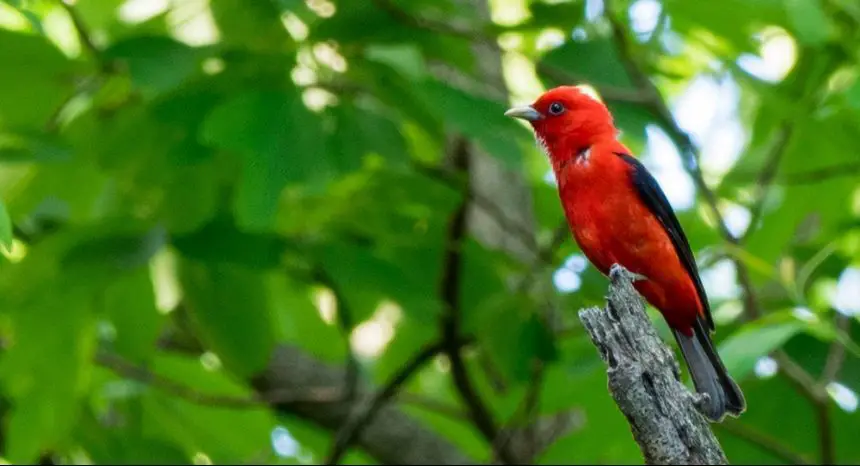Scarlet Tanager | The Animal Facts | Appearance, Diet, Habitat, Behavior