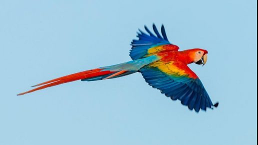 Scarlet Macaw | The Animal Facts | Habitat, Diet, Appearance