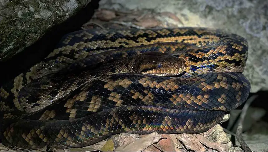 Scrub (Amethystine) Python | The Animal Facts | Appearance, Diet, Habitat