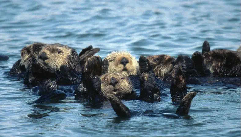 Sea Otter | The Animal Facts | Appearance, Diet, Habitat, Behavior