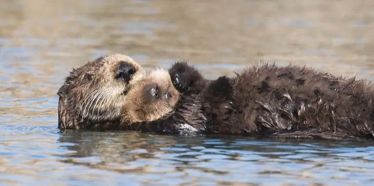 Sea Otter | The Animal Facts | Appearance, Diet, Habitat, Behavior