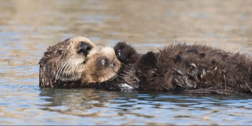 Sea Otter | The Animal Facts | Appearance, Diet, Habitat, Behavior