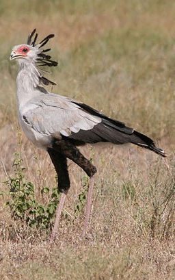 Secretary Bird | The Animal Facts