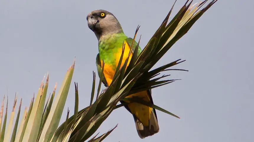 Senegal Parrot | The Animal Facts | Appearance, Diet, Habitat, Behavior