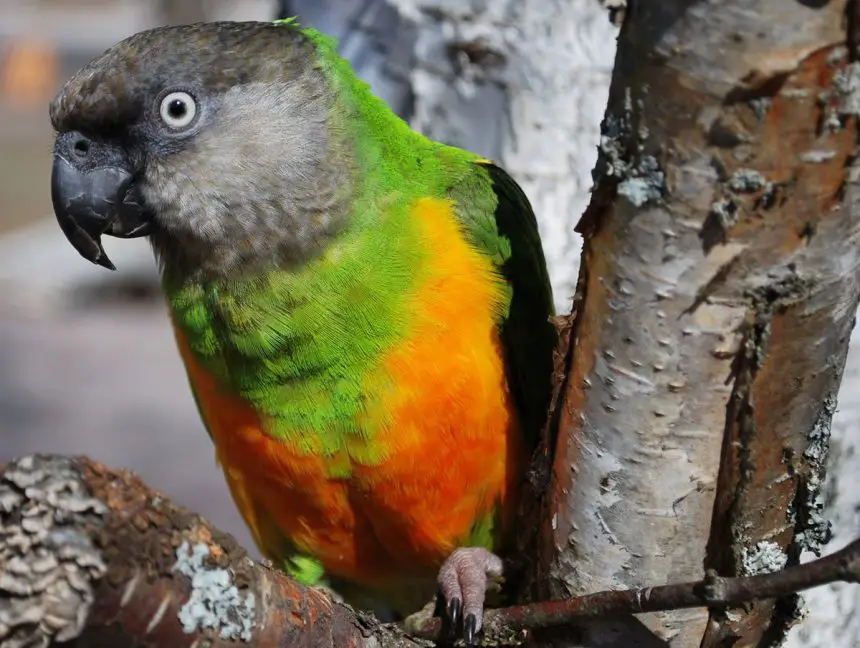 Senegal Parrot | The Animal Facts | Appearance, Diet, Habitat, Behavior