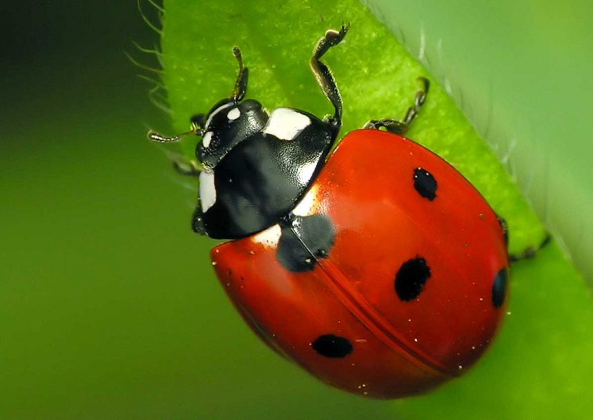 Seven-Spot Ladybug | The Animal Facts | Appearance, Diet, Habitat