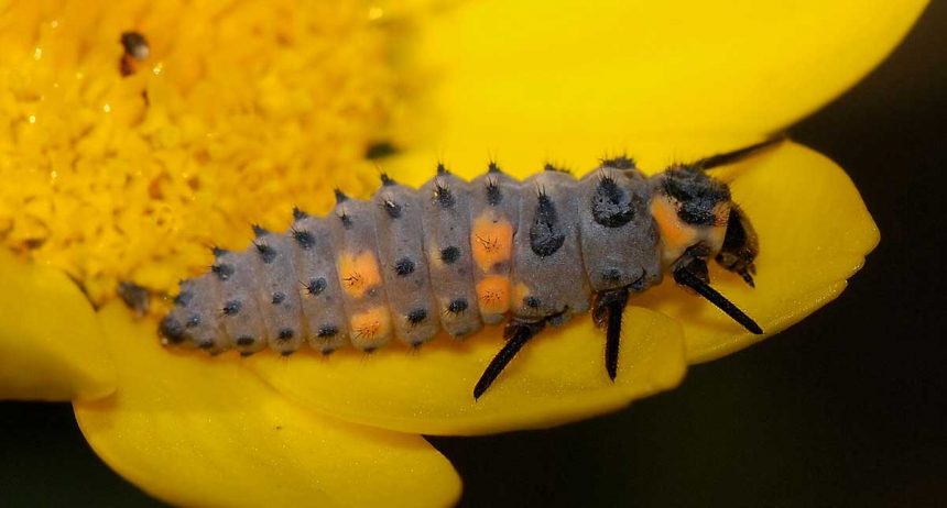 Seven-Spot Ladybug | The Animal Facts | Appearance, Diet, Habitat