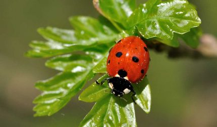 Seven-Spot Ladybug | The Animal Facts | Appearance, Diet, Habitat