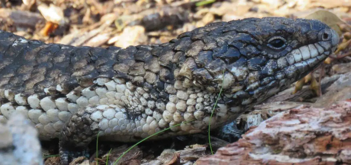 Shingleback | The Animal Facts | Appearance, Habitat, Diet, Behavior
