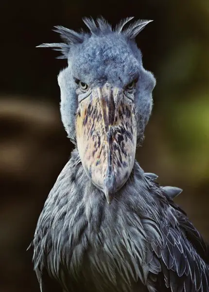 Shoebill | The Animal Facts | Appearance, Habitat, Diet, Breeding, More!
