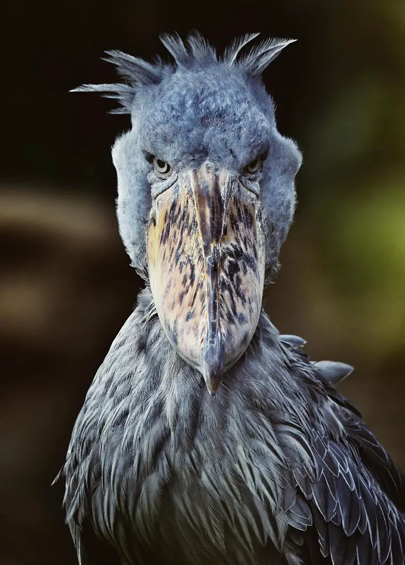 Shoebill | The Animal Facts | Appearance, Habitat, Diet, Breeding, More!