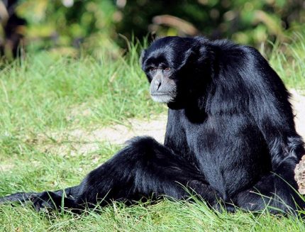 Primates | The Animal Facts | What makes them unique?