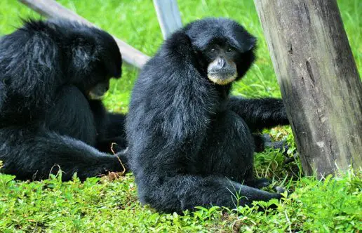 Siamang | The Animal Facts | Appearance, Diet, Habitat, Behavior