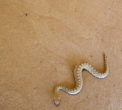 Sidewinder Rattlesnake | The Animal Facts | Appearance, Diet, Behavior