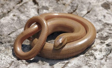 Slow Worm | The Animal Facts | Appearance, Diet, Habitat, Behavior