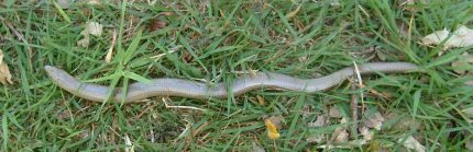 Slow Worm | The Animal Facts | Appearance, Diet, Habitat, Behavior