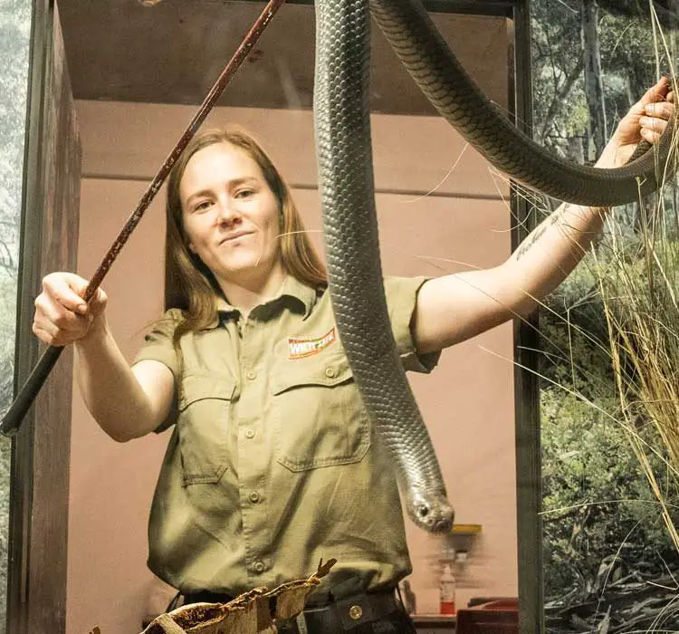 Deadly Snakes Slither in at WILD LIFE Sydney Zoo | The Animal Facts
