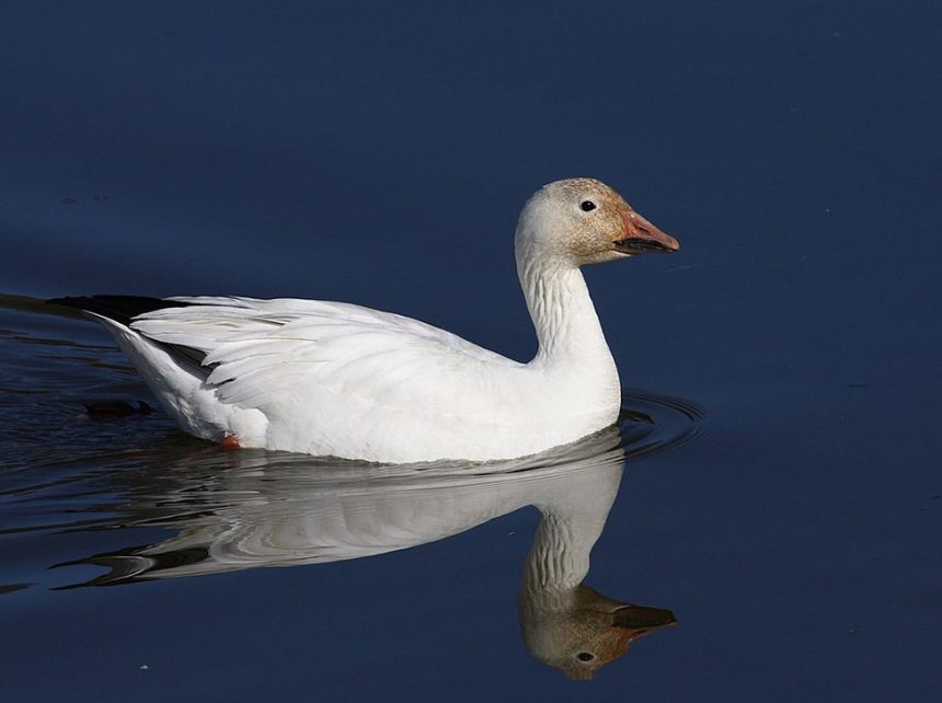 Spur-Winged Goose | The Animal Facts | Appearance, Diet, Habitat, Range