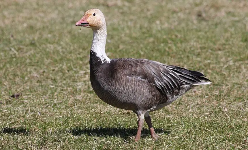 Snow Goose | The Animal Facts | Appearance, Diet, Habitat, Behavior