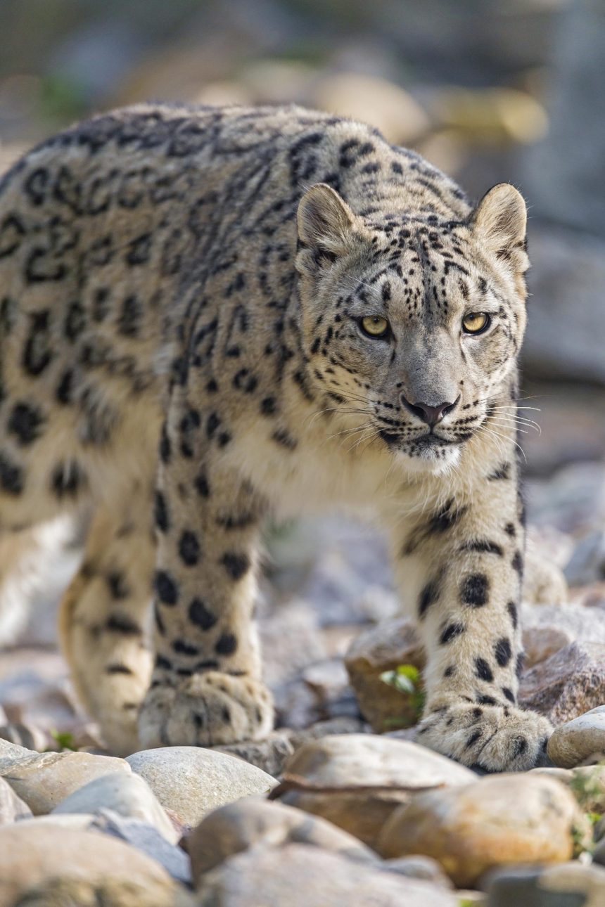 Snow Leopard | The Animal Facts