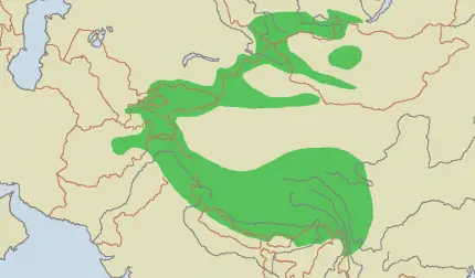 Snow Leopard - The Animal Facts