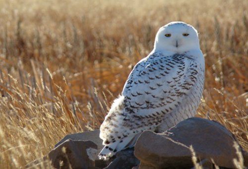 Snowy Owl | The Animal Facts Diet, Apperance, Behaviour, Habitat, More!