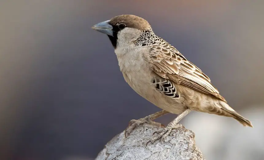 Sociable Weaver | The Animal Facts | Appearance, Diet, Habitat, Behavior