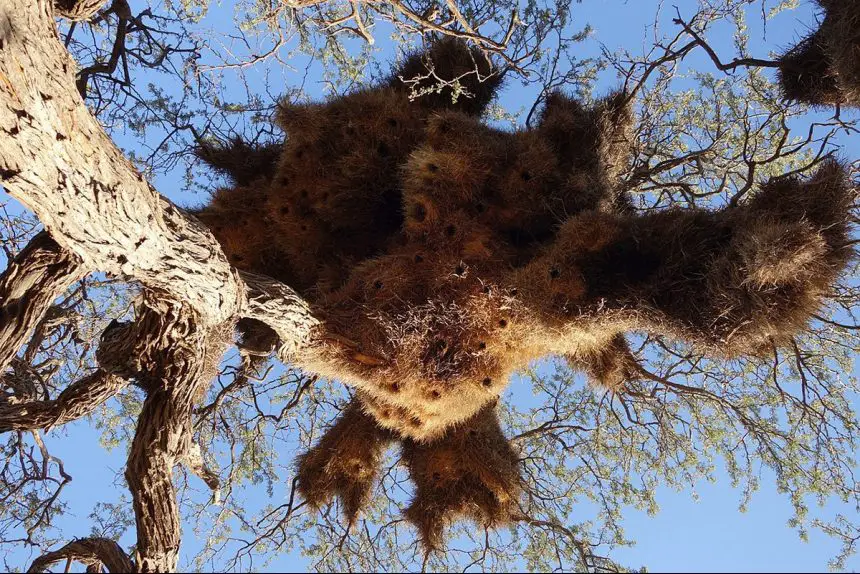 Sociable Weaver | The Animal Facts | Appearance, Diet, Habitat, Behavior