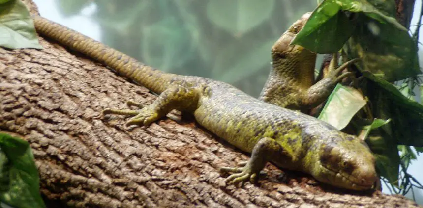 Solomon Islands Skink | The Animal Facts | Appearance, Diet, Habitat