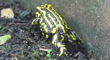 Southern Corroboree Frog | The Animal Facts | Appearance, Diet, Habitat